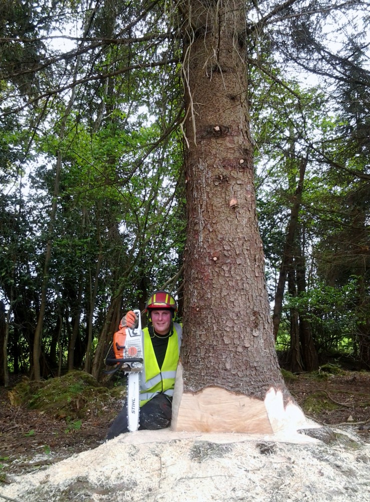 Large tree felling and tree removal in county Mayo Mayo